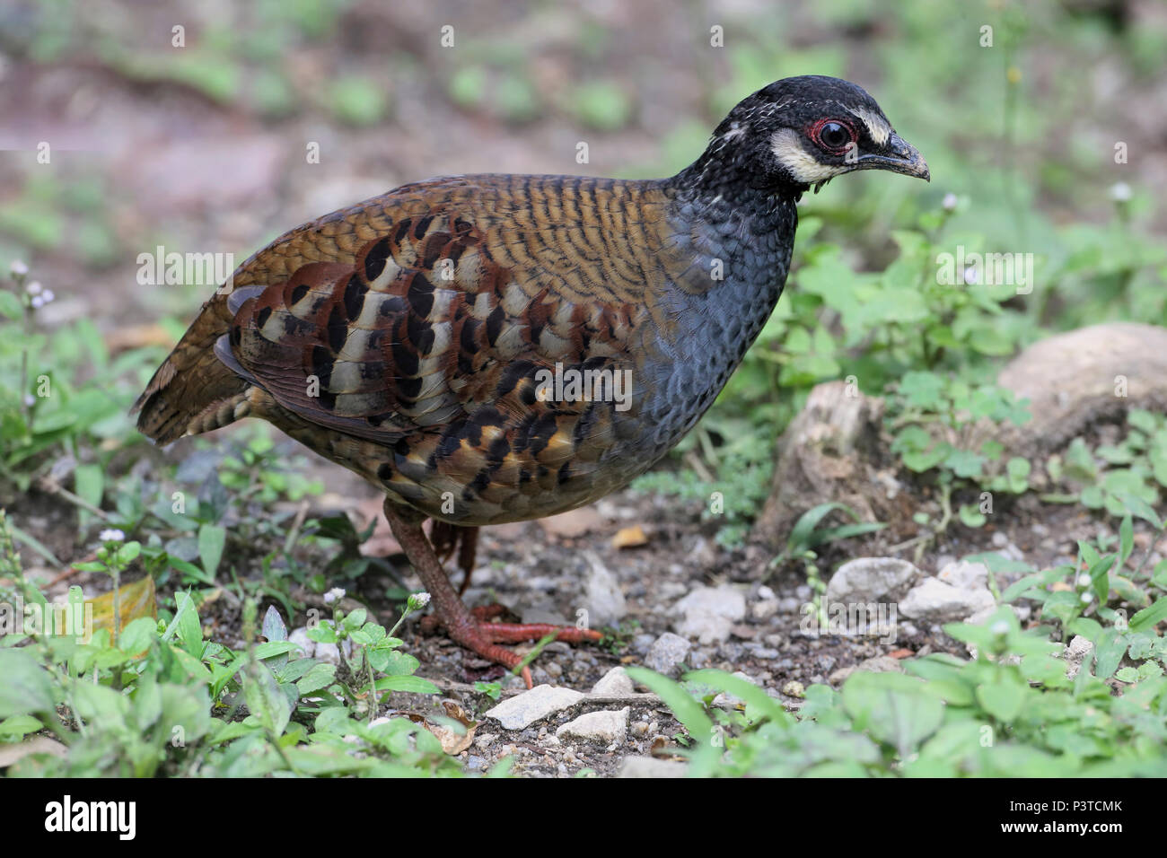 Grey-breasted Partridge (Arborophila orientalis) juvenile, Malaysia ...
