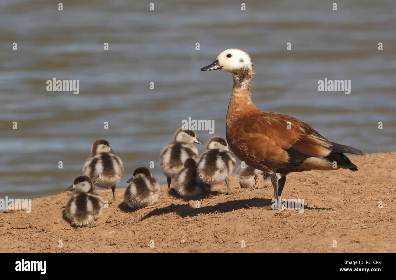 South African Shelduck (Tadorna cana) mother with ducklings on ...