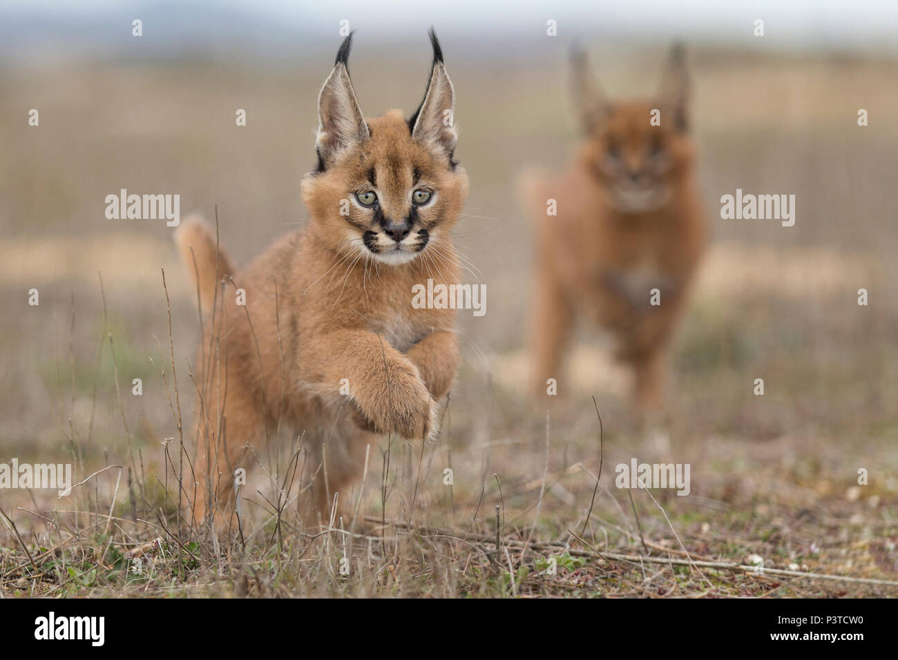 Caracal (Caracal caracal) cubs running, native to Africa and Asia Stock ...