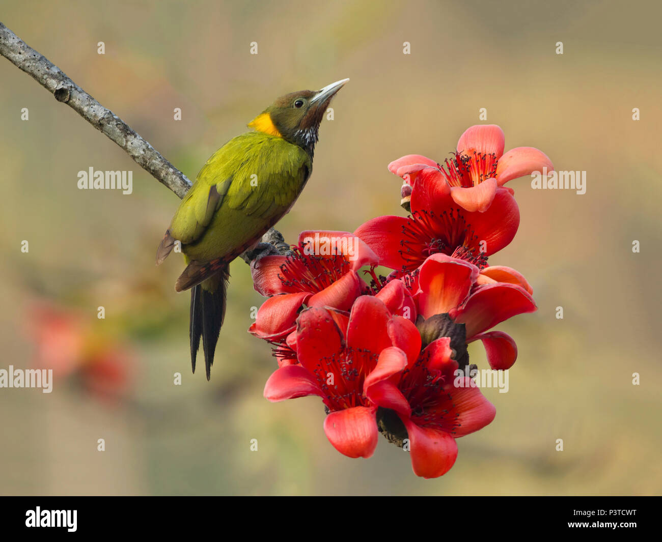 Greater Yellownape (Picus flavinucha) female, Darjeeling, India Stock ...