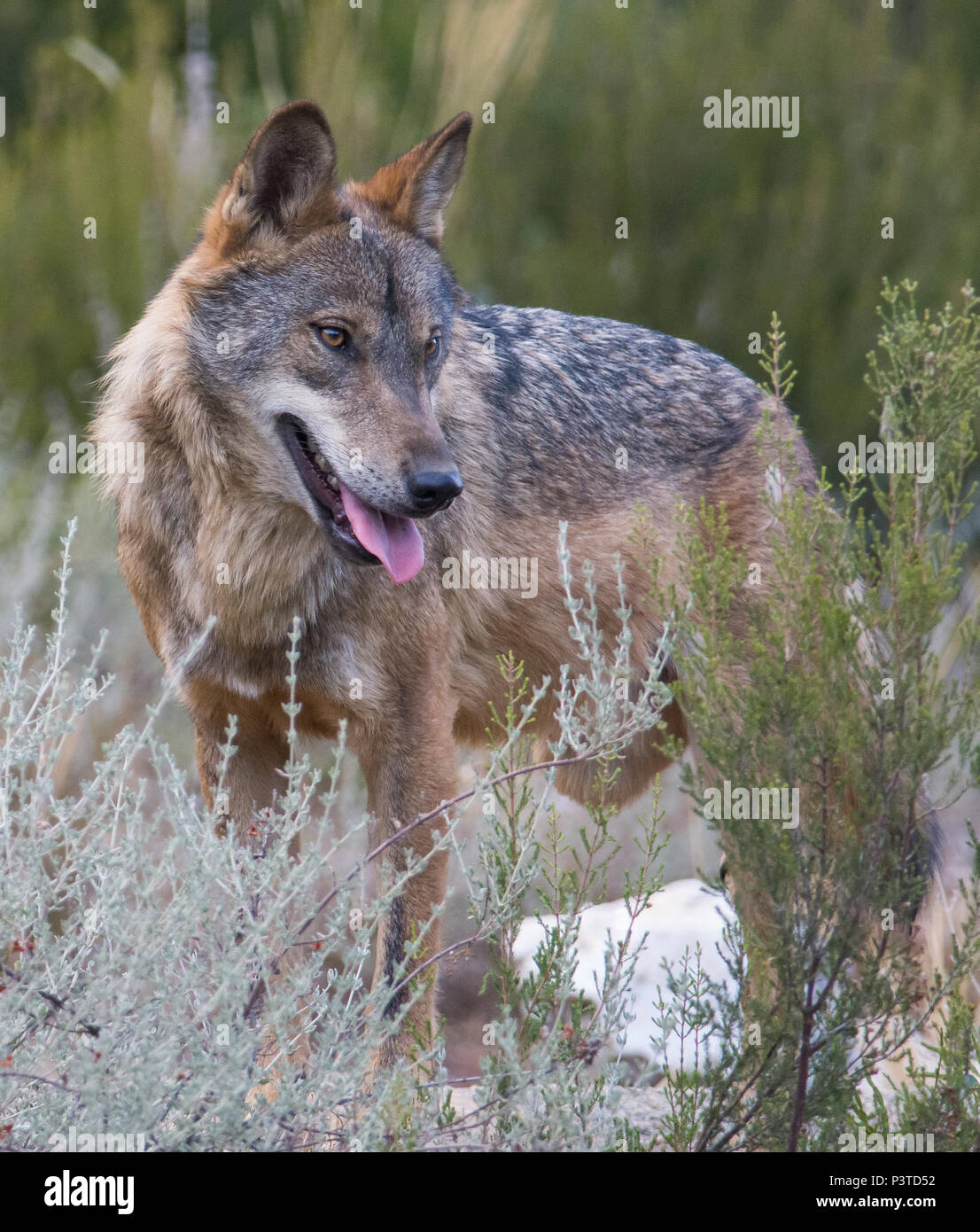 Beautiful wolf hi-res stock photography and images - Alamy