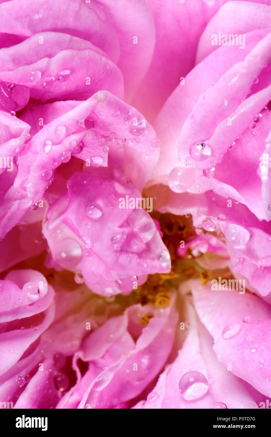 Pink rose detail with fresh drops Stock Photo - Alamy