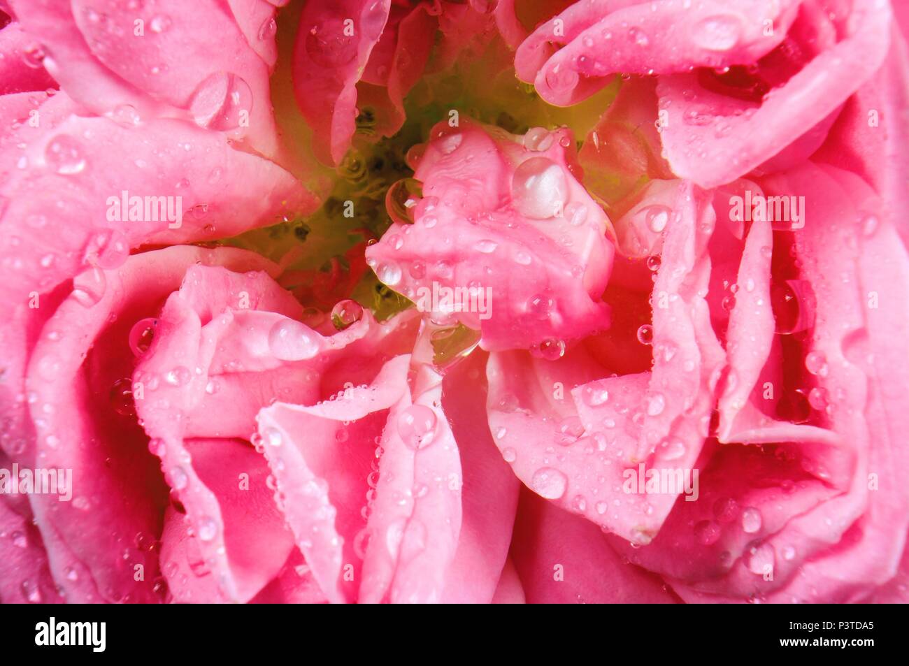 Pink rose detail with fresh drops Stock Photo - Alamy