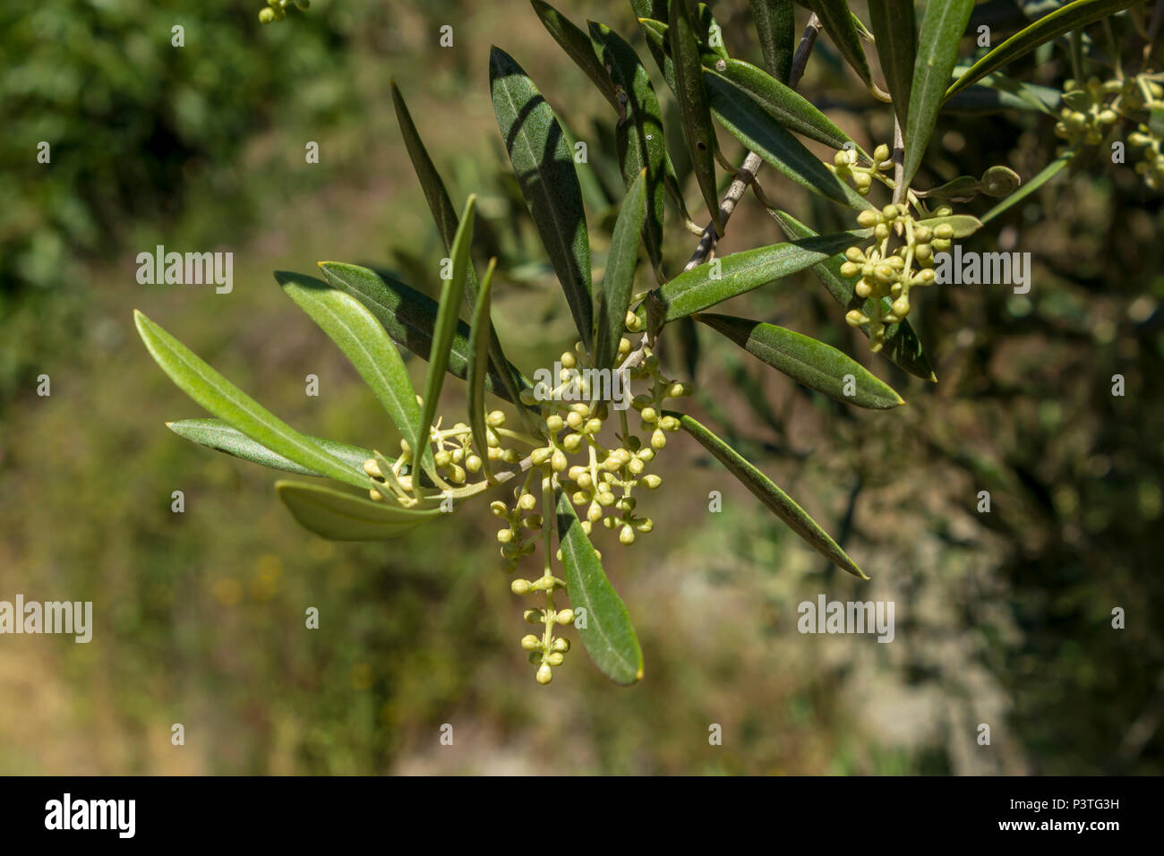 Olea europaea, Olives Just Forming on a Branch, Olive trees in the ...