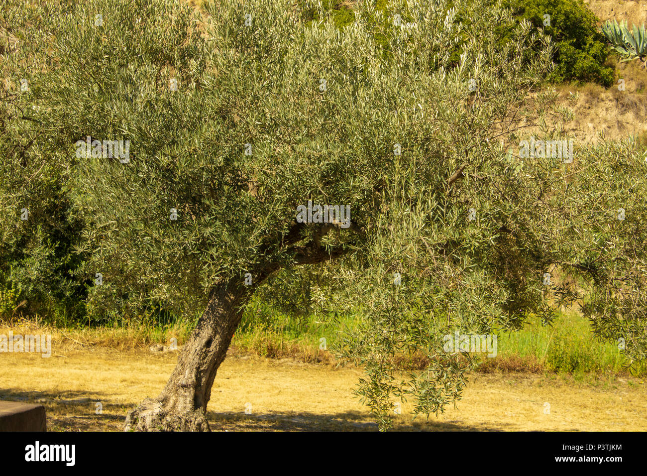 Olea europaea, Olive trees in the Almanzora Valley, Almeria province ...