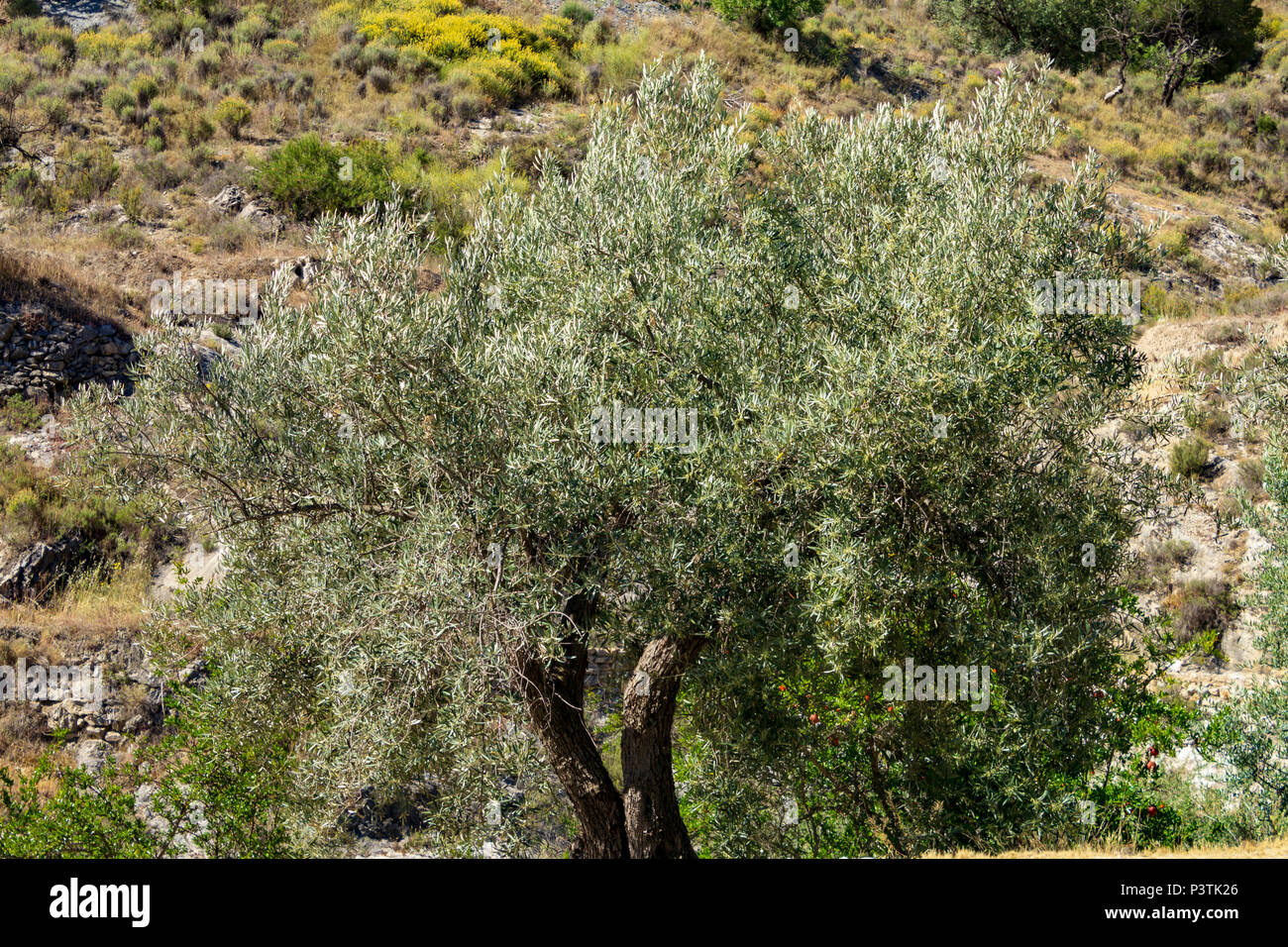 Olea europaea branches hi-res stock photography and images - Alamy
