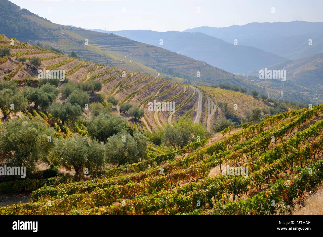 Douro valley portugal autumn hi-res stock photography and images - Alamy