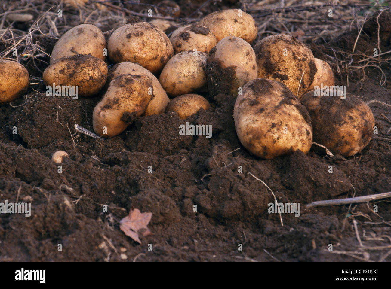Potato Digging in Maine Vintage Linen Postcard Art & Collectibles ...