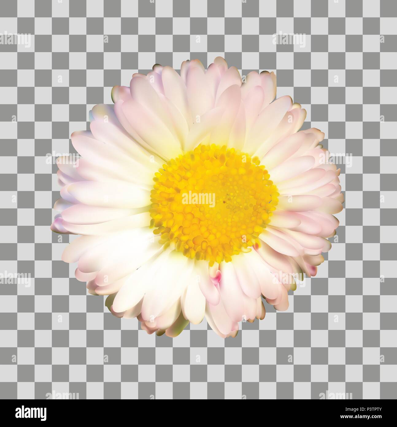 Daisy flower isolated, vector illustration Stock Vector Image & Art - Alamy