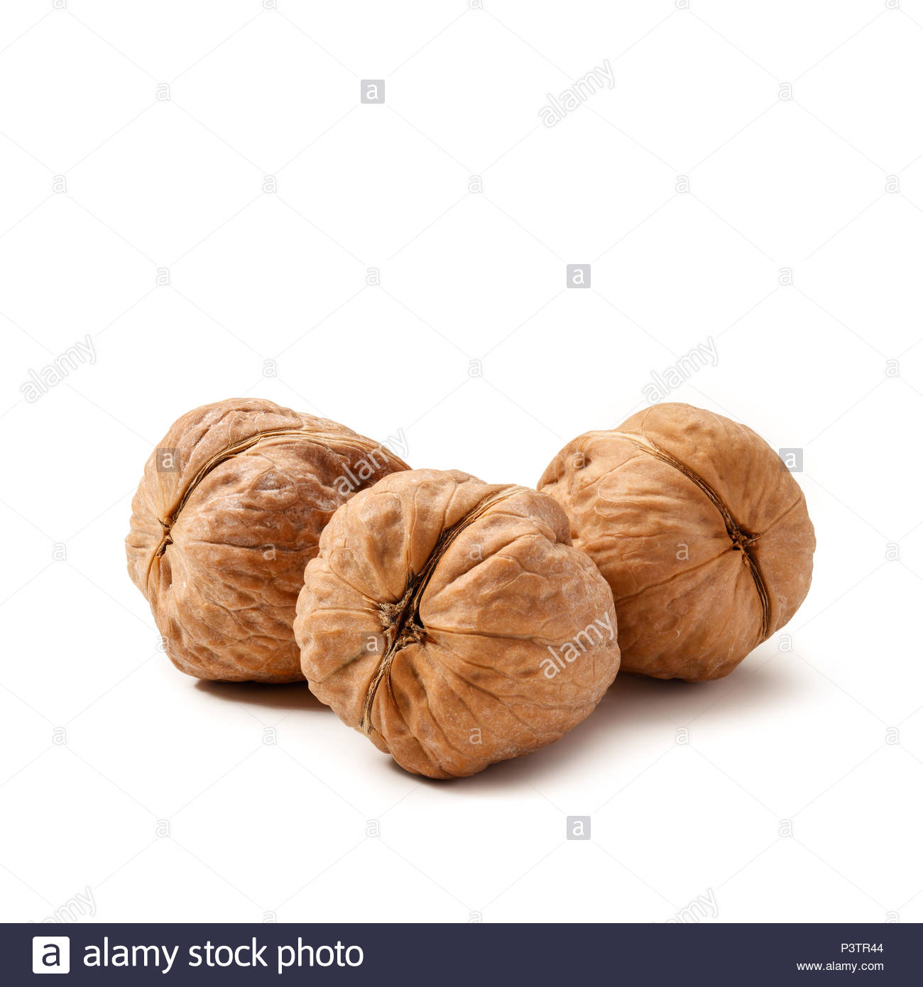 Round Shell High Resolution Stock Photography and Images - Alamy