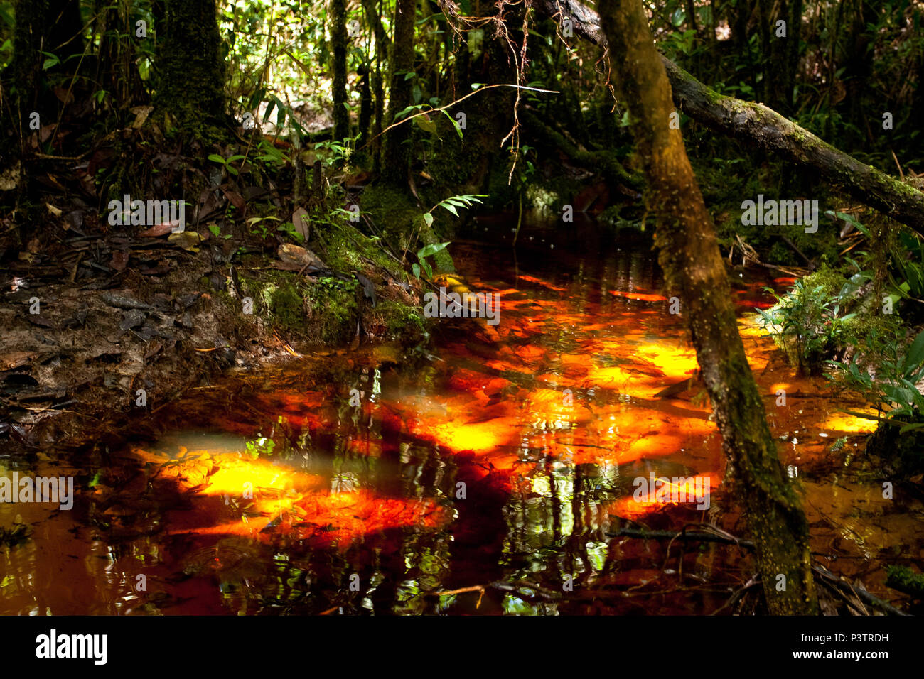 Nascente do rio hi-res stock photography and images - Alamy