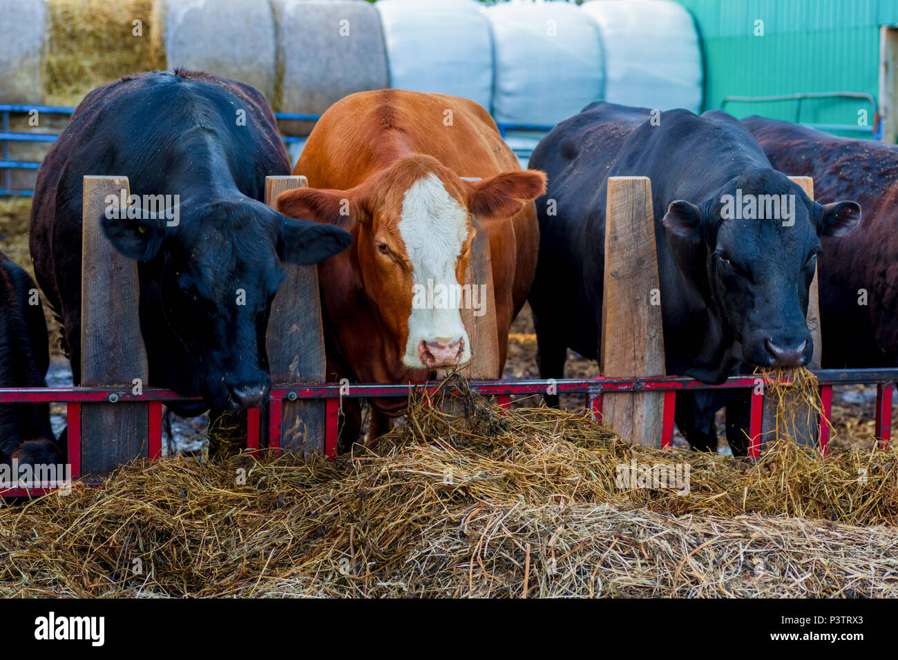 Barnyard grass hi-res stock photography and images - Alamy
