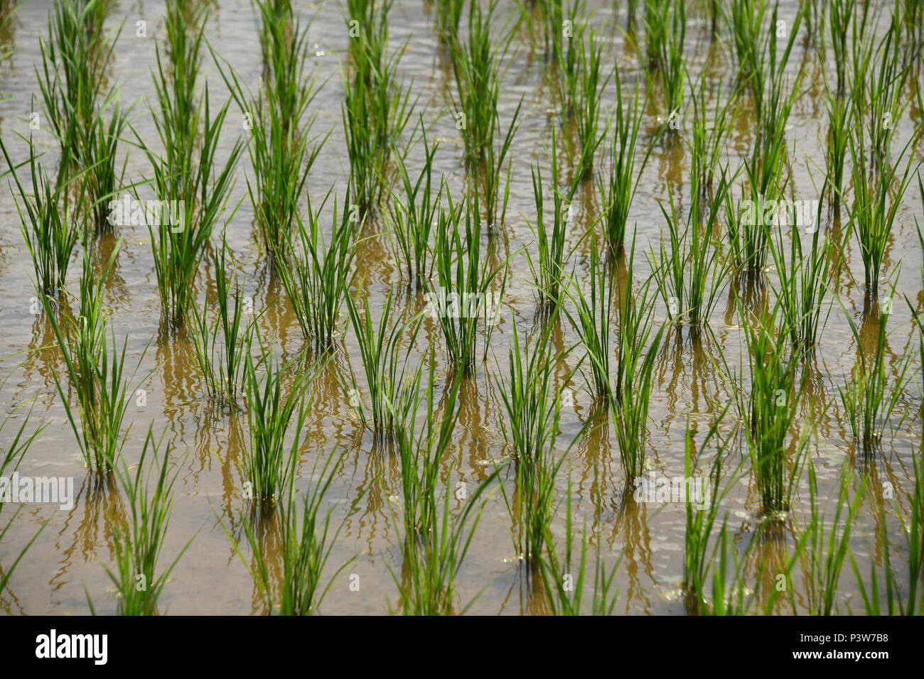 Hectare of rice fields hi-res stock photography and images - Alamy