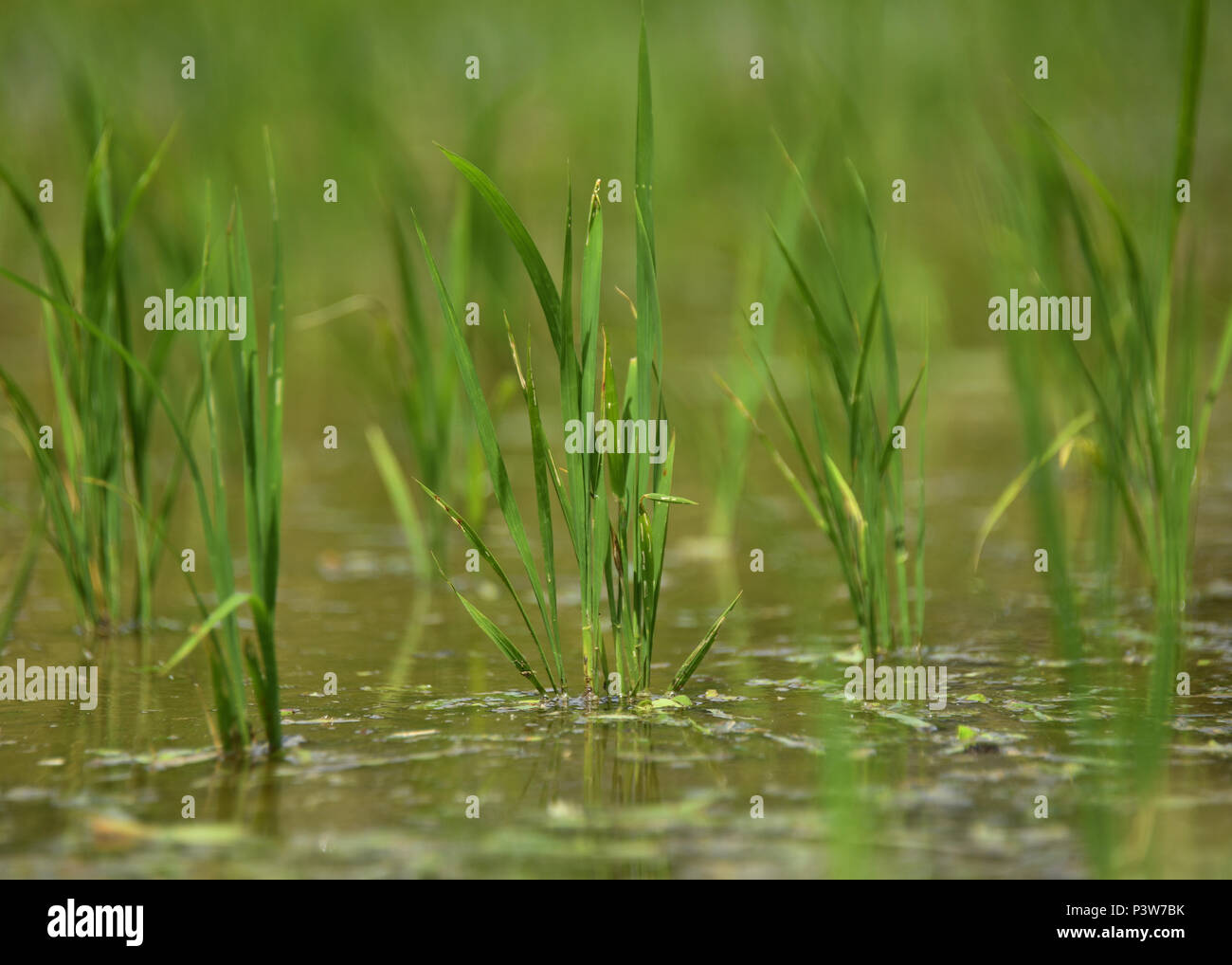 Hectare of rice fields hi-res stock photography and images - Alamy