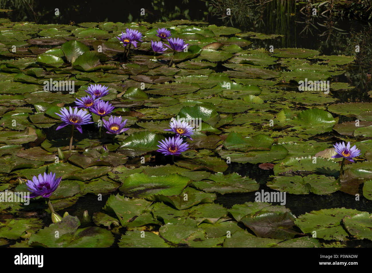 Aquatic habitat hi-res stock photography and images - Alamy