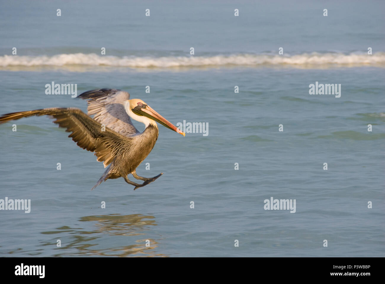 One brown pelican bird splash landing in the sea at daybreak, Celestun ...