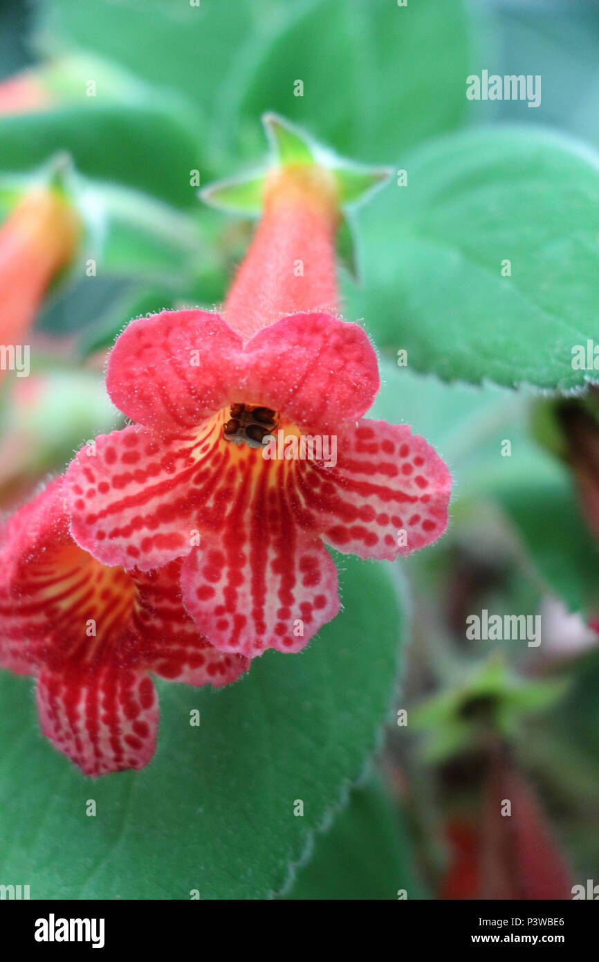 Beautiful fresh flowers in nature background Stock Photo - Alamy