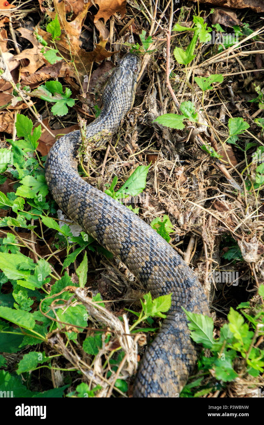 Diamondback Watersnake, Duck Creek, Nerodia rhombifer, Reptile ...