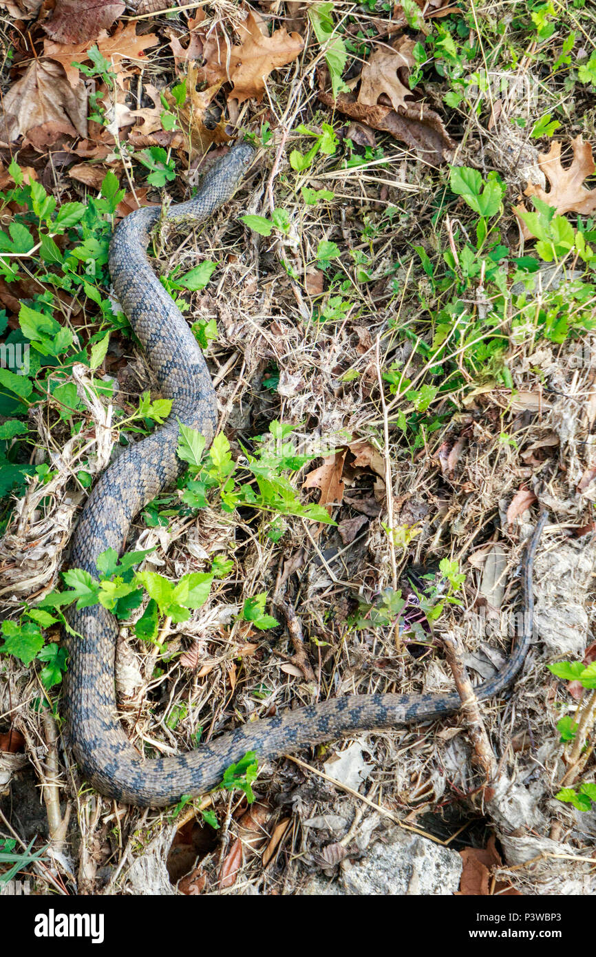 Diamondback Watersnake, Duck Creek, Nerodia rhombifer, Reptile ...