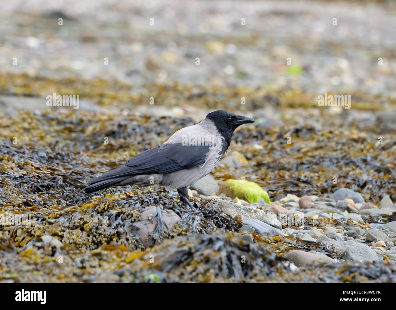 Hooded crow scotland hi-res stock photography and images - Alamy