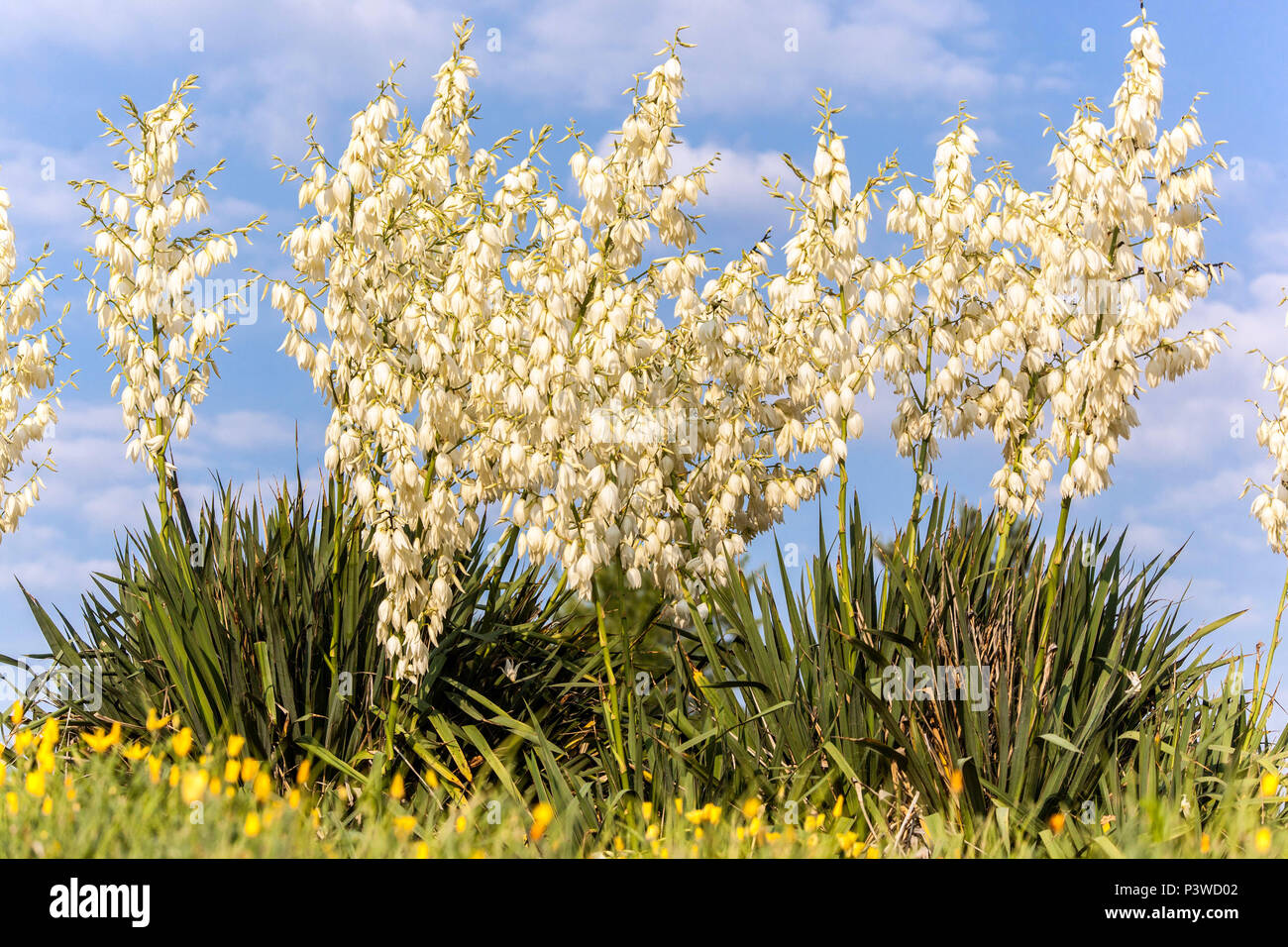 Inflorescences, Yucca gloriosa Spanish dagger Garden plant White ...