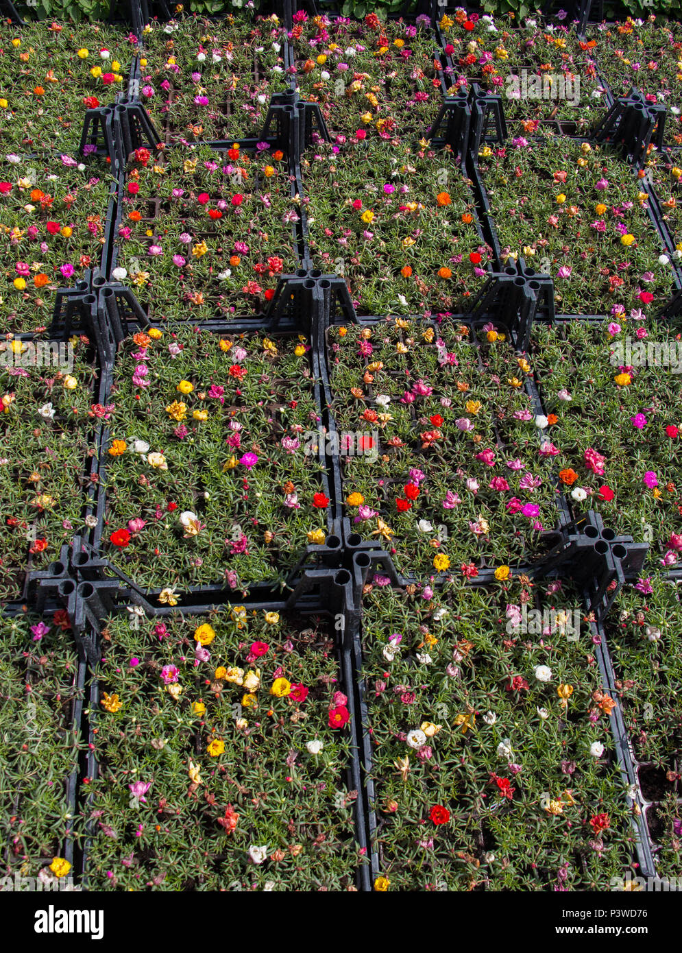 Blooming spring flowers as a colorful background Stock Photo - Alamy