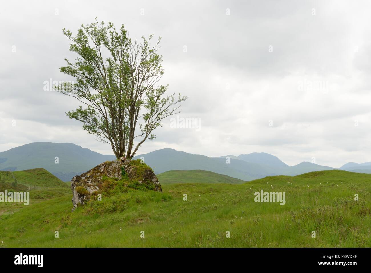 The Rannoch Moor isolated Rowan tree growing from a rock on the Rannoch ...