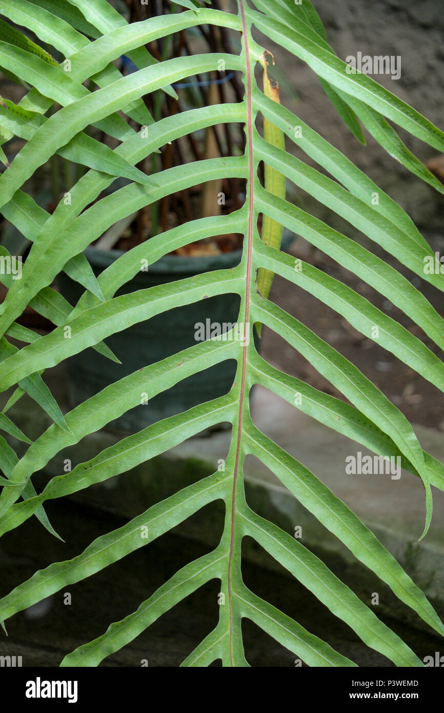 One separate green leaf of spring season Stock Photo - Alamy