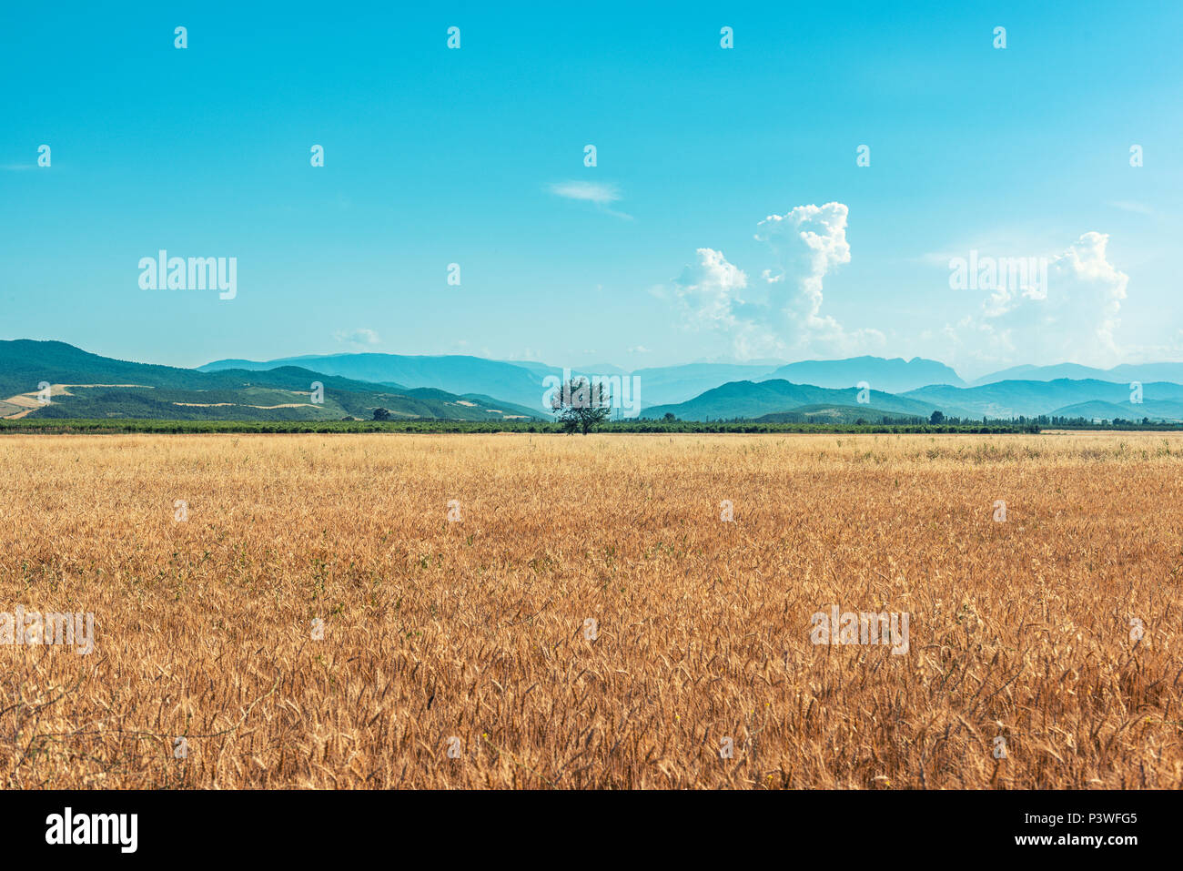 Farm wheat fields Stock Photo - Alamy