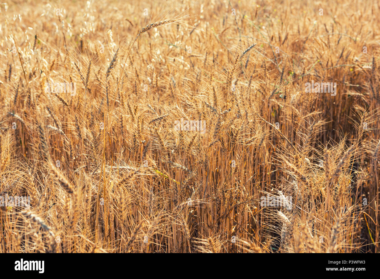 Farm wheat fields Stock Photo - Alamy