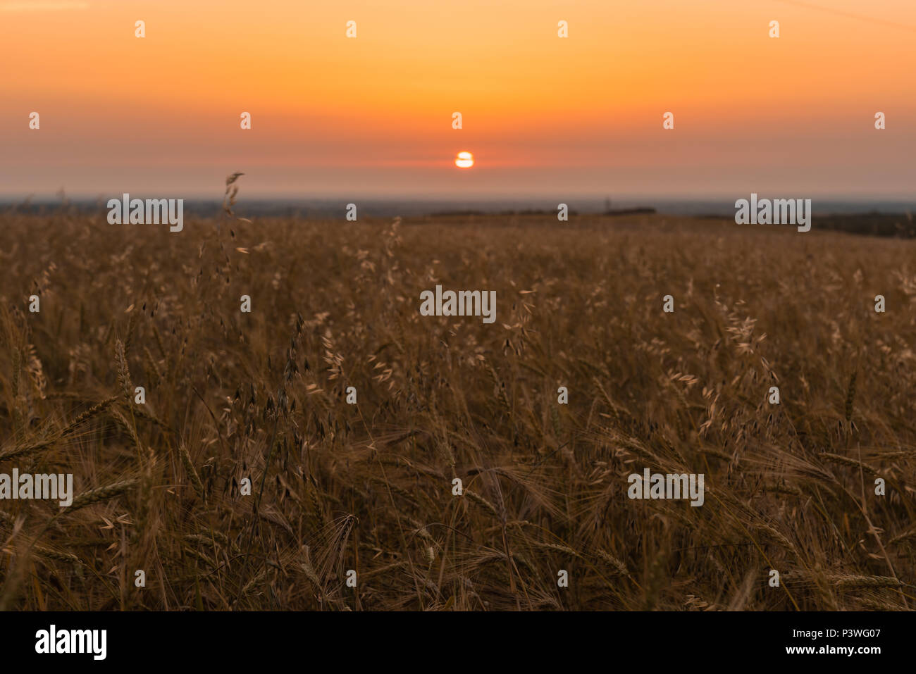 Dry wheat agricultural fields hi-res stock photography and images - Alamy