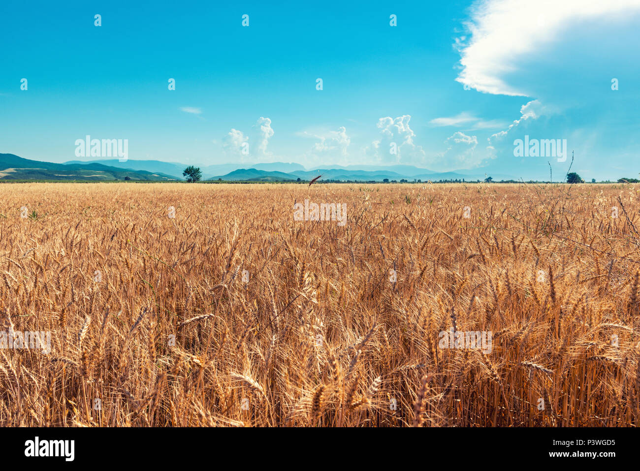 Farm wheat fields Stock Photo - Alamy
