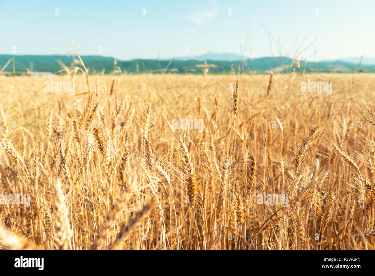 Farm wheat fields Stock Photo - Alamy