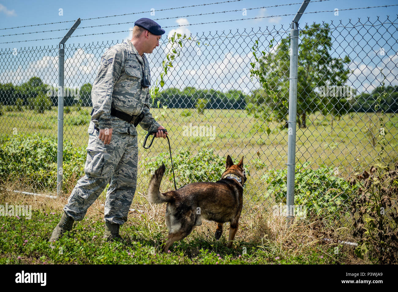 Rico, 2nd Security Forces Squadron military working dog, conducts a ...