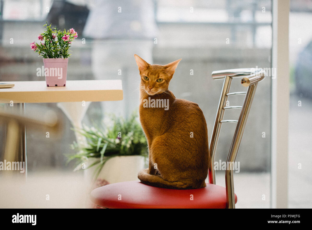 ginger Abyssinian cat is sitting on chair near the table and looking in ...