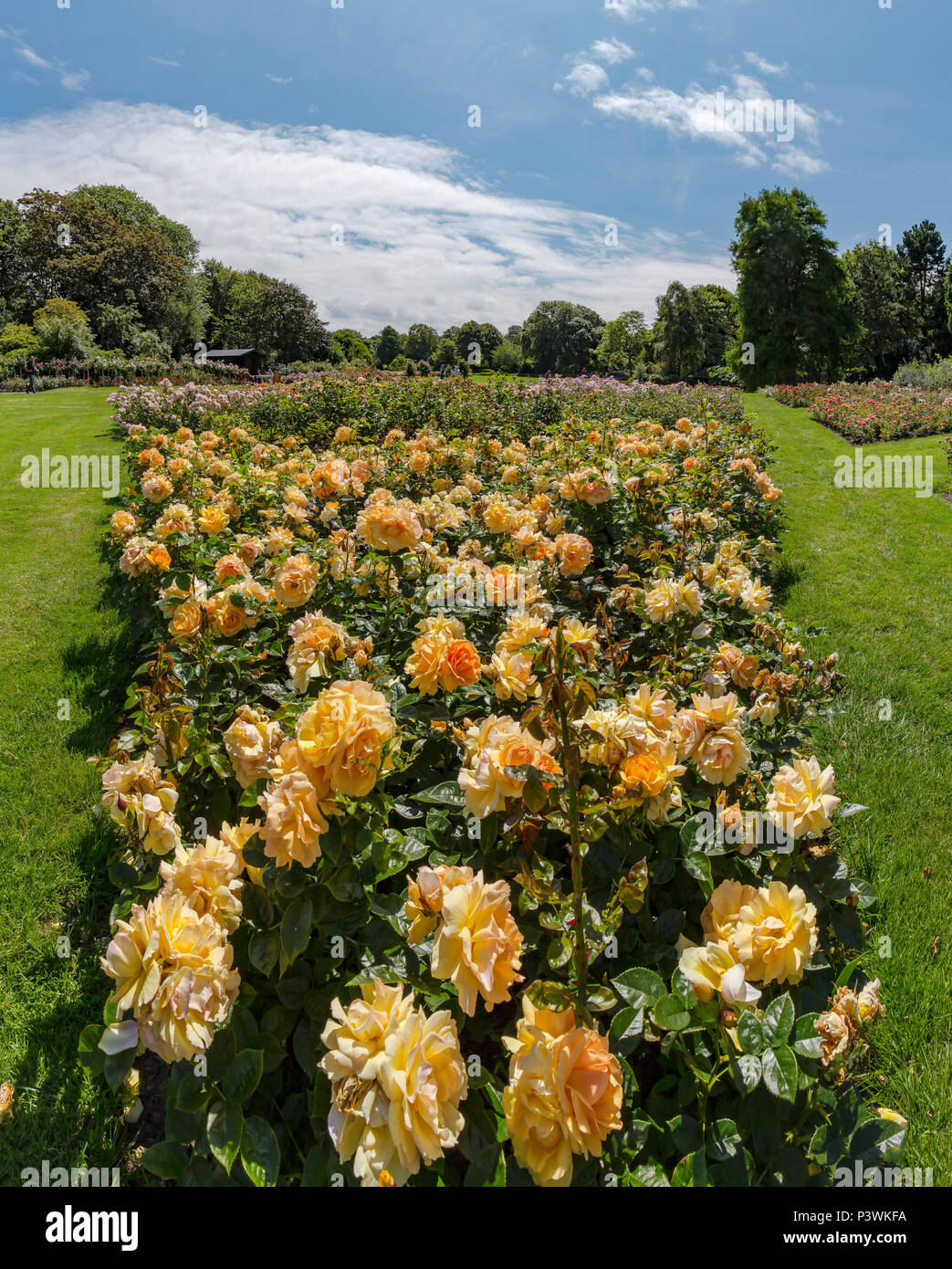 Westbroekpark hi-res stock photography and images - Alamy