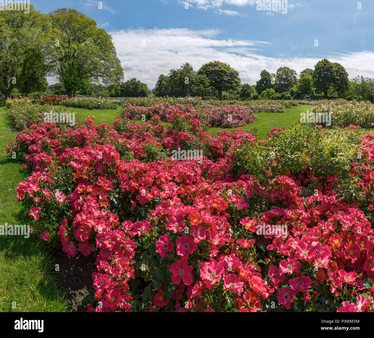 Westbroekpark hi-res stock photography and images - Alamy