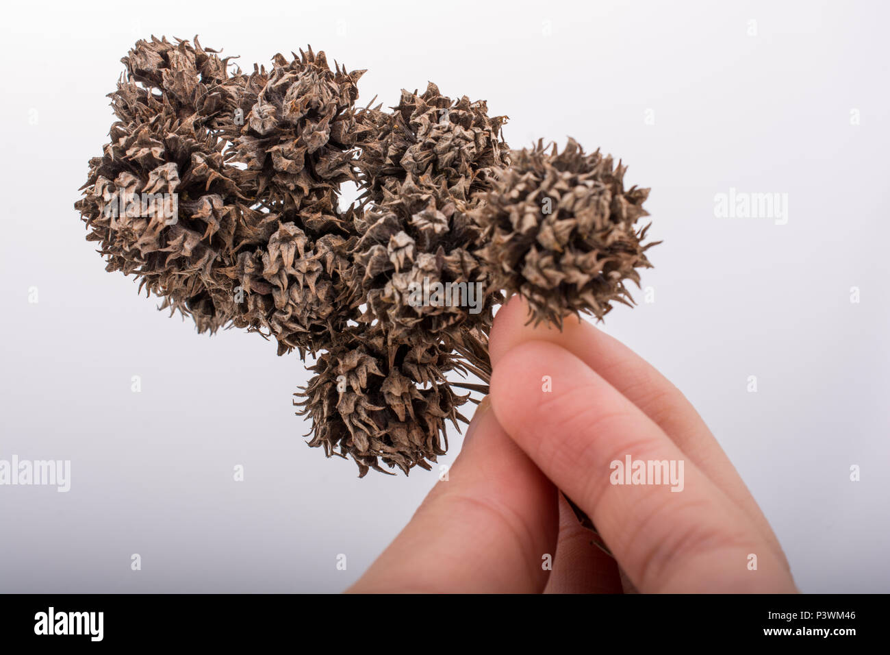 Hand holding brown pod or capsule in hand on a white background Stock ...