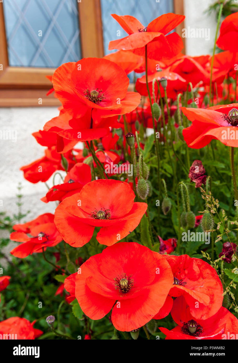 Mareham-le-Fen, Lincolnshire, UK - Red wild common poppies (Papaver ...
