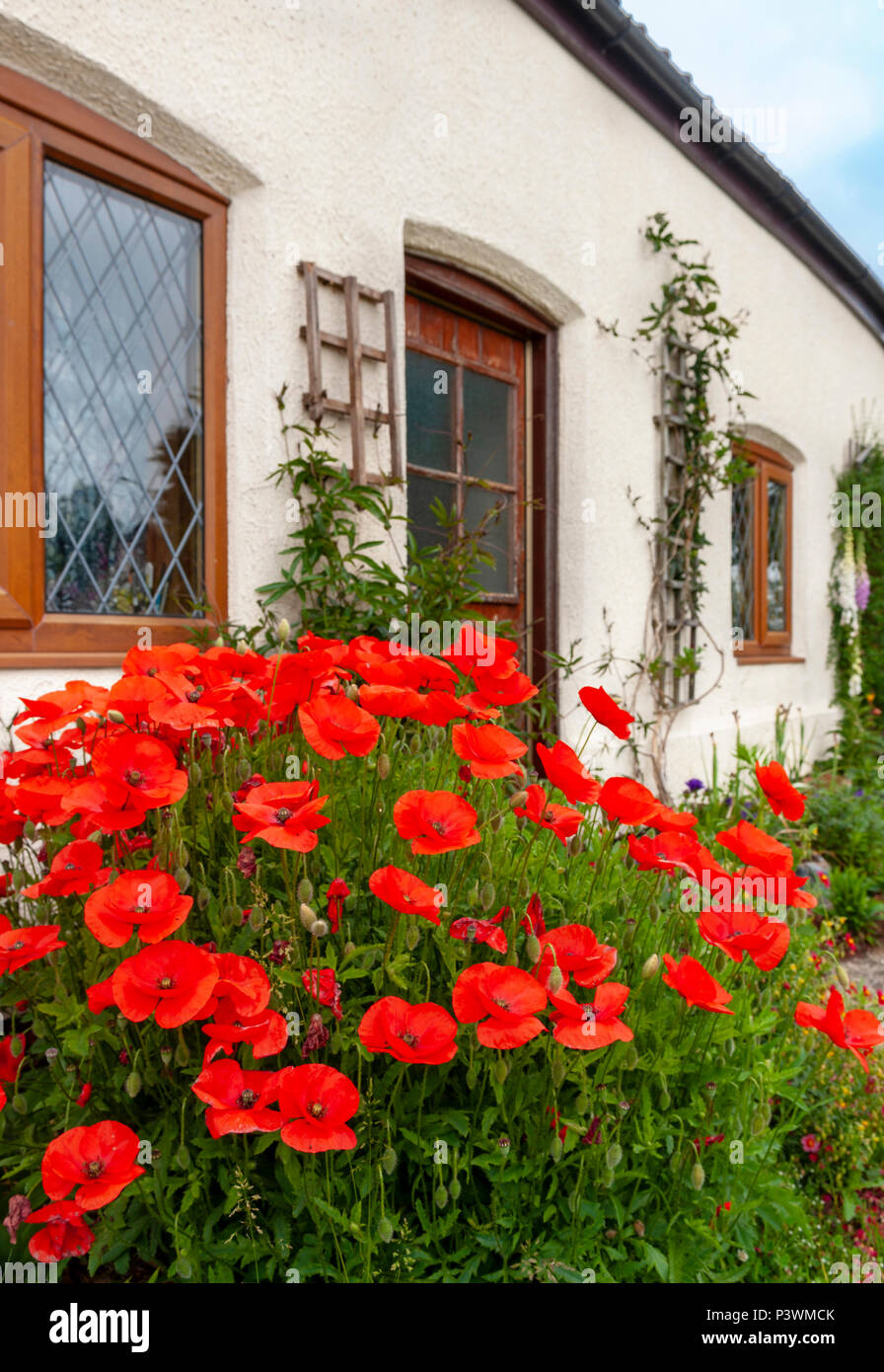 Mareham-le-Fen, Lincolnshire, UK - Red wild common poppies (Papaver ...