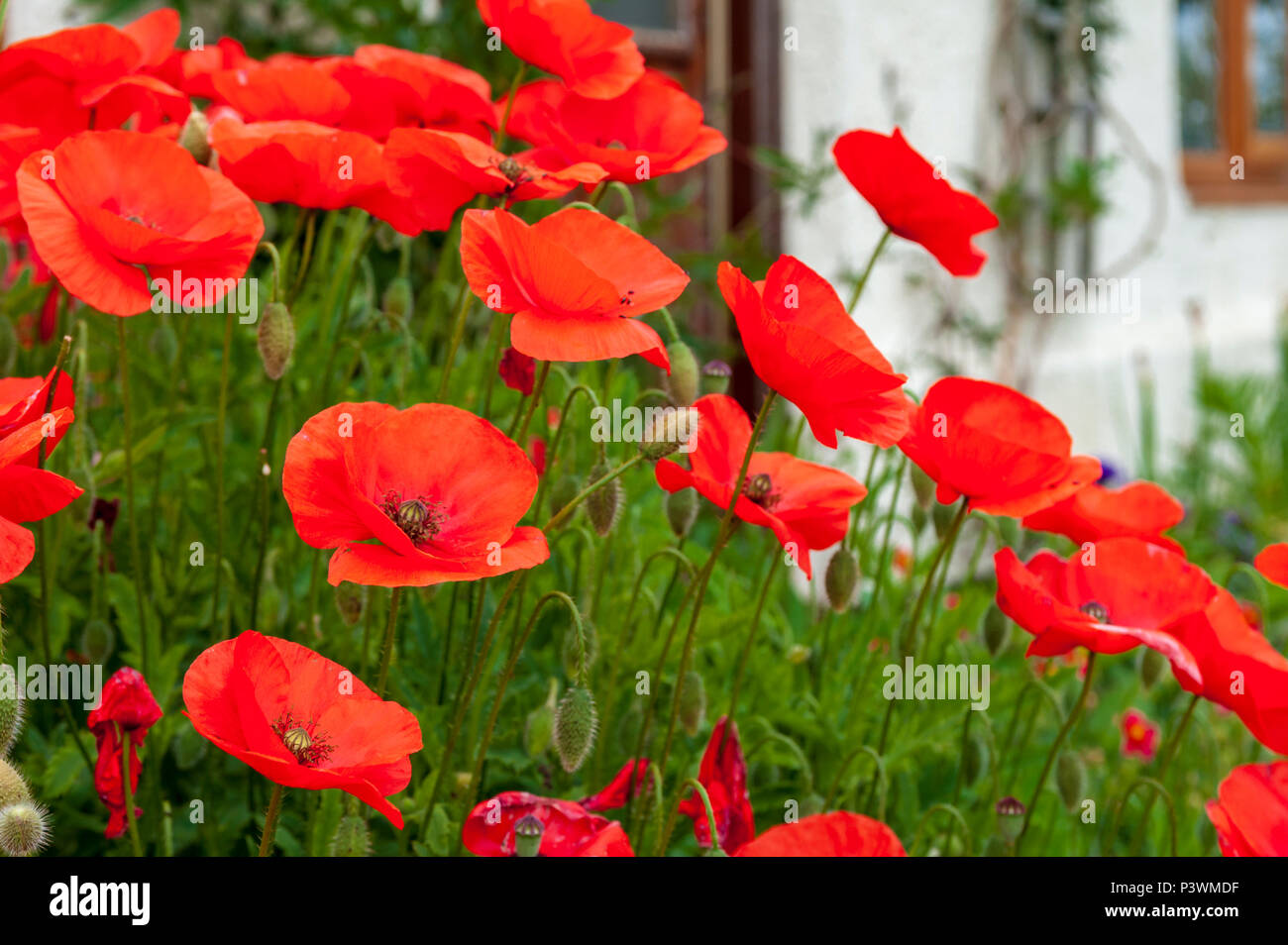 Mareham-le-Fen, Lincolnshire, UK - Red wild common poppies (Papaver ...