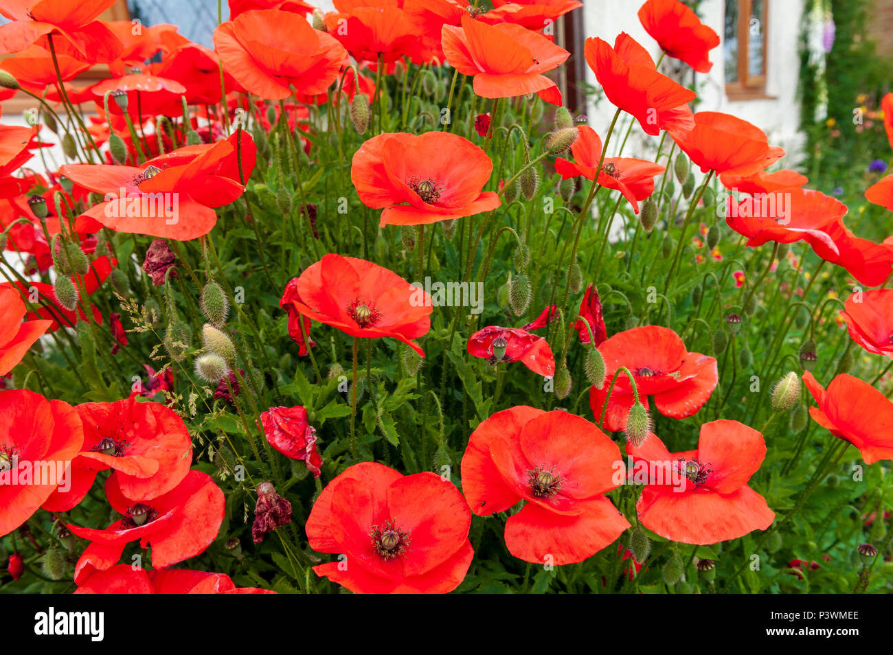 Garden red poppy hi-res stock photography and images - Alamy