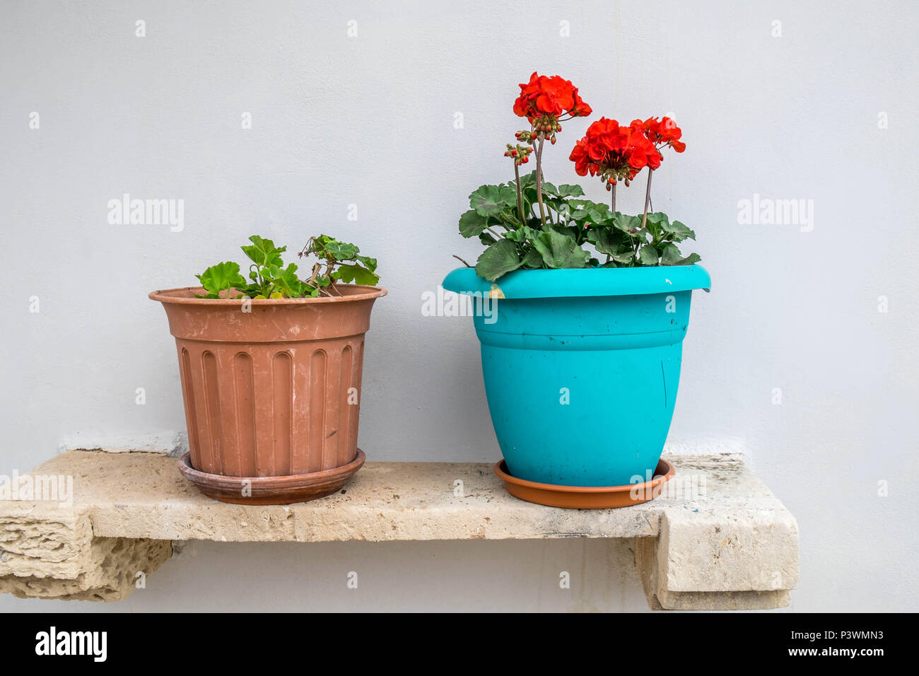 Plant pots with geranium flaowers Stock Photo - Alamy