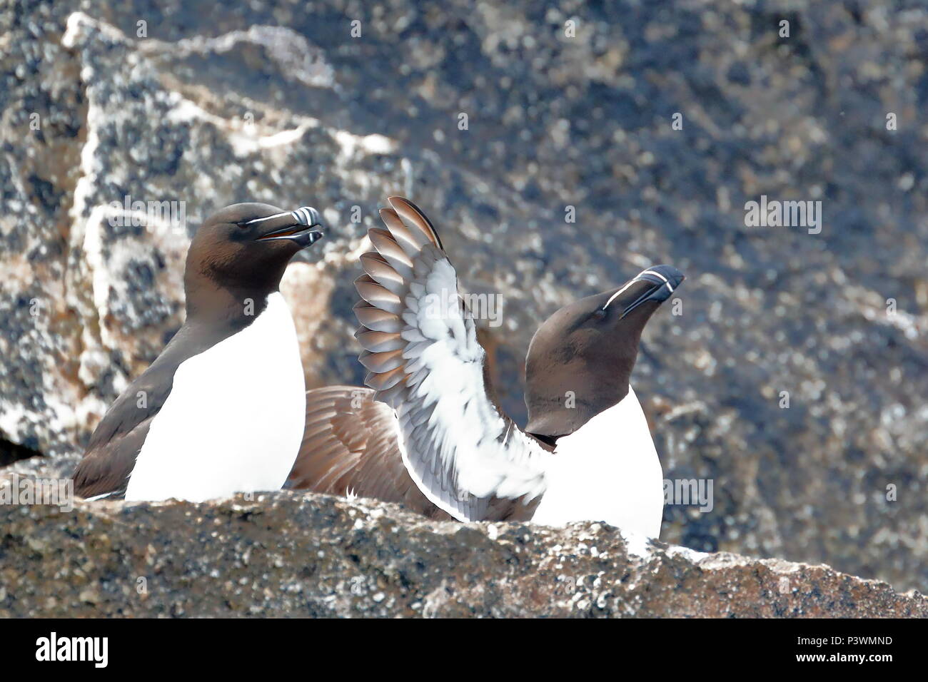 Razorbill britain hi-res stock photography and images - Alamy