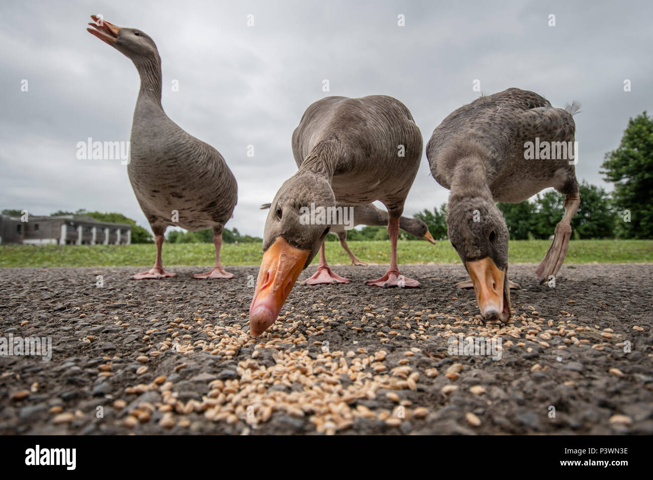 Low angle view of grey goose feeding at Slimbridge Wetlands Centre ...