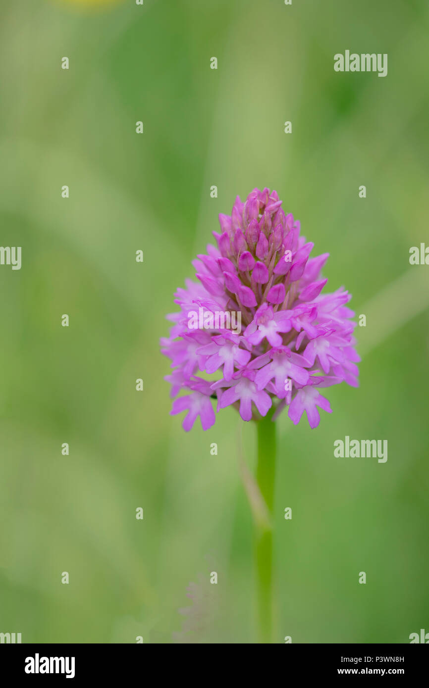 Anacamptis pyramidalis, Pyramid Orchid growing wild in meadow in ...