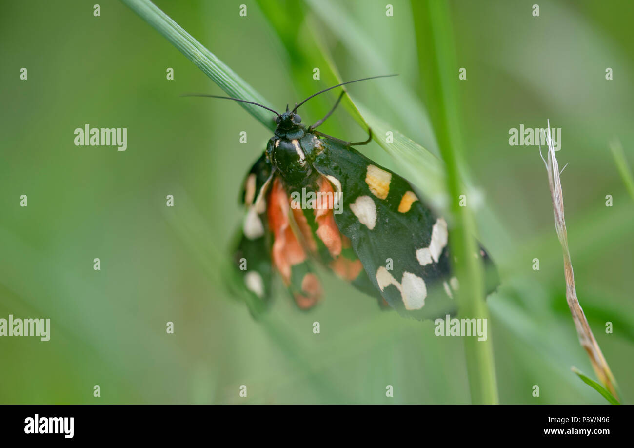 A beautiful scarlet tiger moth in a macro soft focus image Stock Photo ...