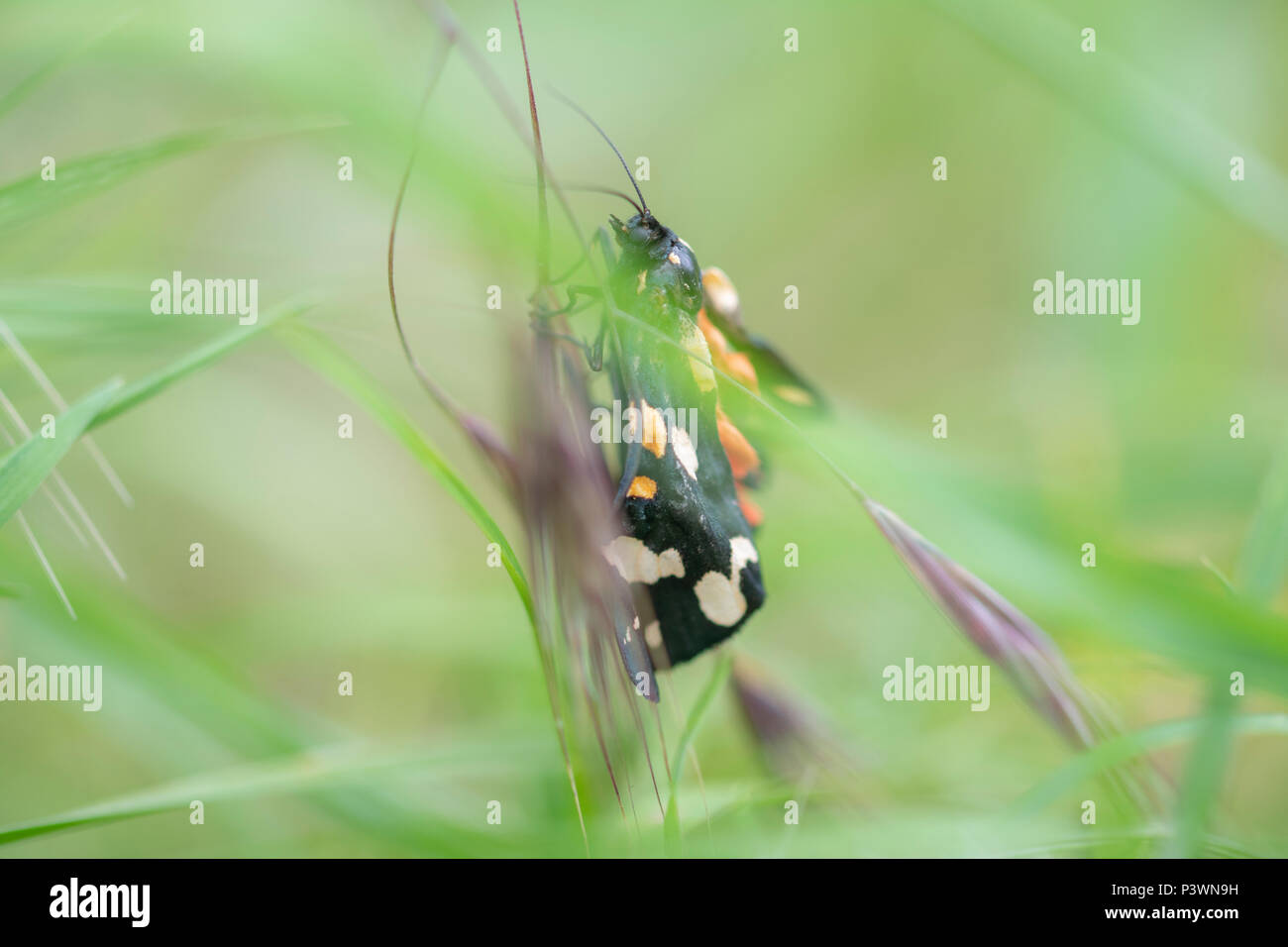 Beautiful moth in grass hi-res stock photography and images - Alamy