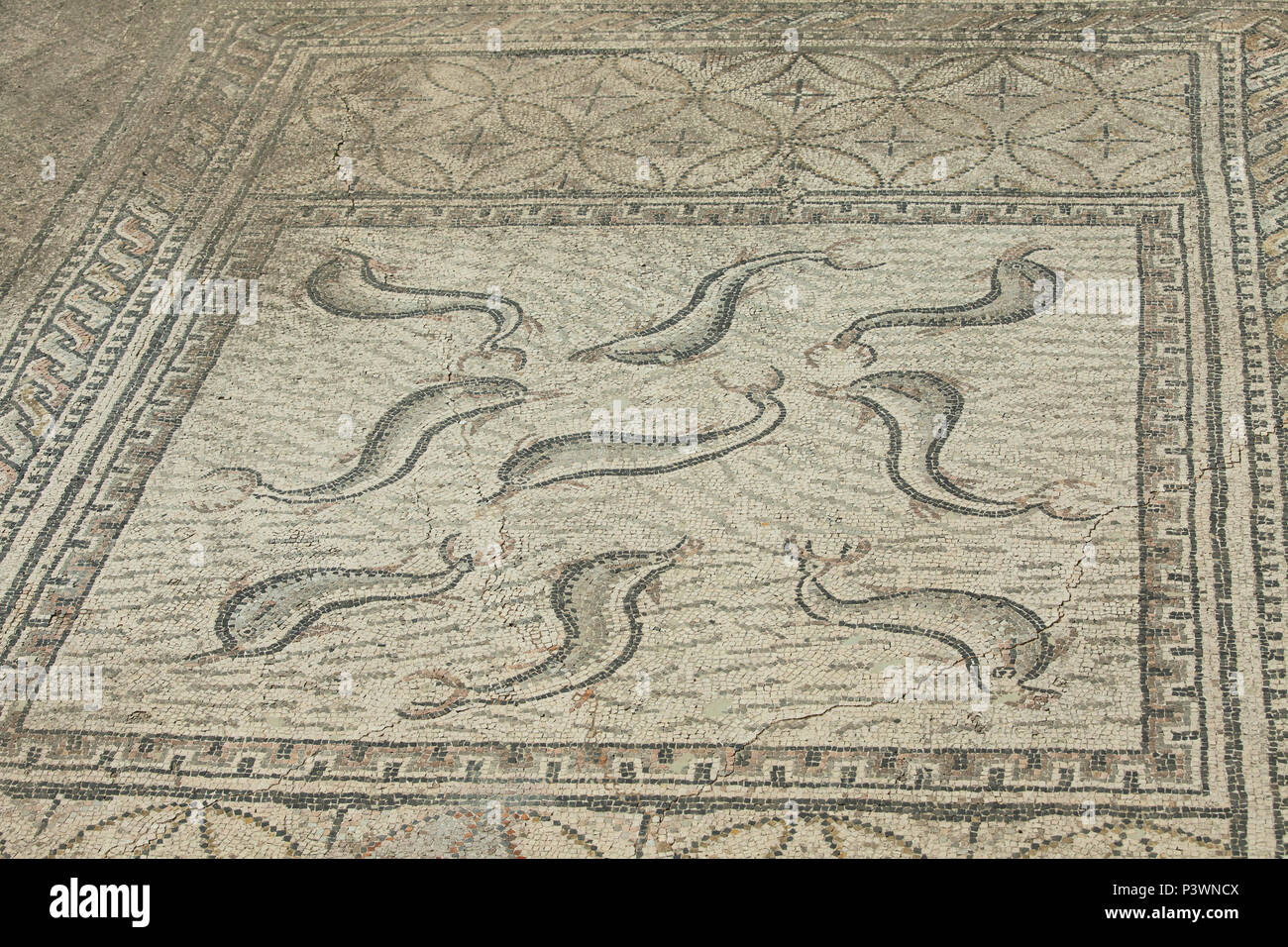 Roman marble mosaic with a dolphin motif in the Venus entourage house ...