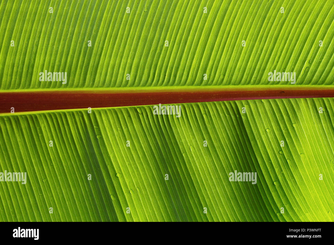 Rib of a leaf hi-res stock photography and images - Alamy